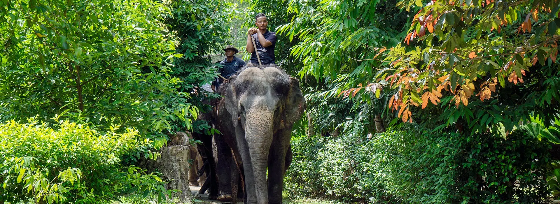 Malaysia Elephant Sanctuary Tour with Free Batu Caves Visit